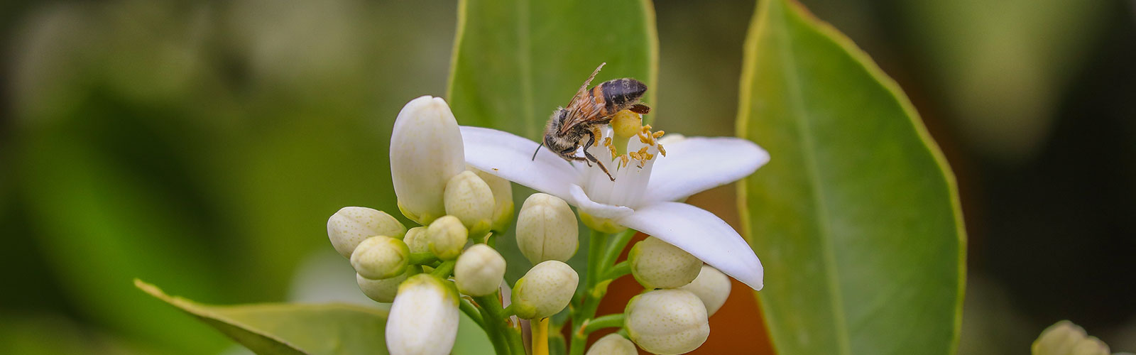 4 innovative farming practices | SuniTAFE